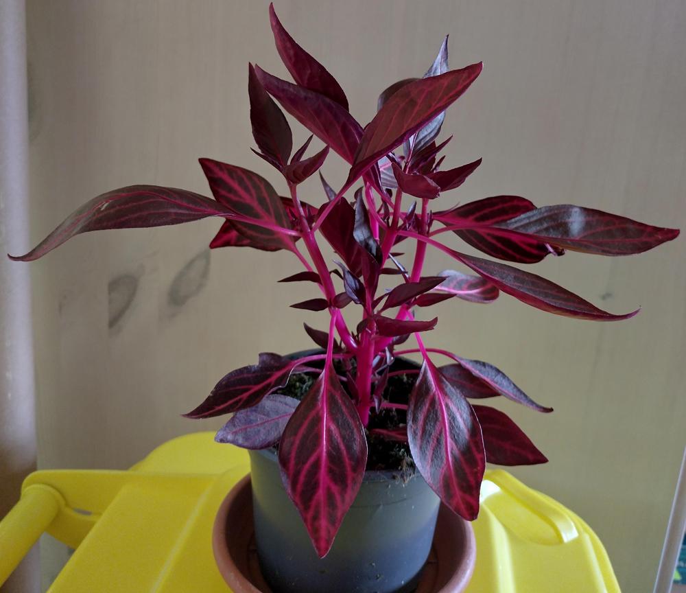 Photo of the entire plant of Bloodleaf (Iresine diffusa f. herbstii ...