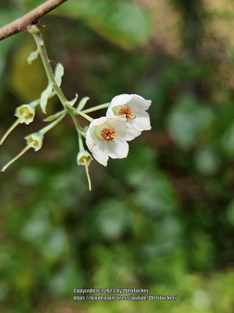 Photo of the bloom of Deerberry (Vaccinium stamineum) posted by ...