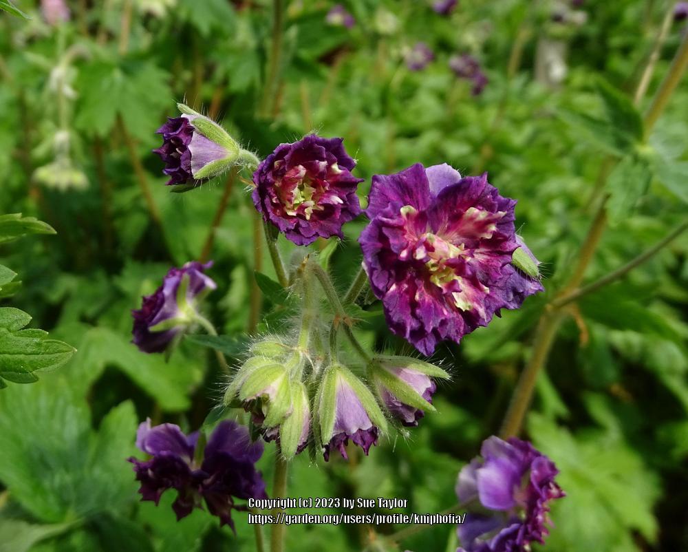 Photo of the bloom of Cranesbill (Geranium phaeum 'Joseph Green ...