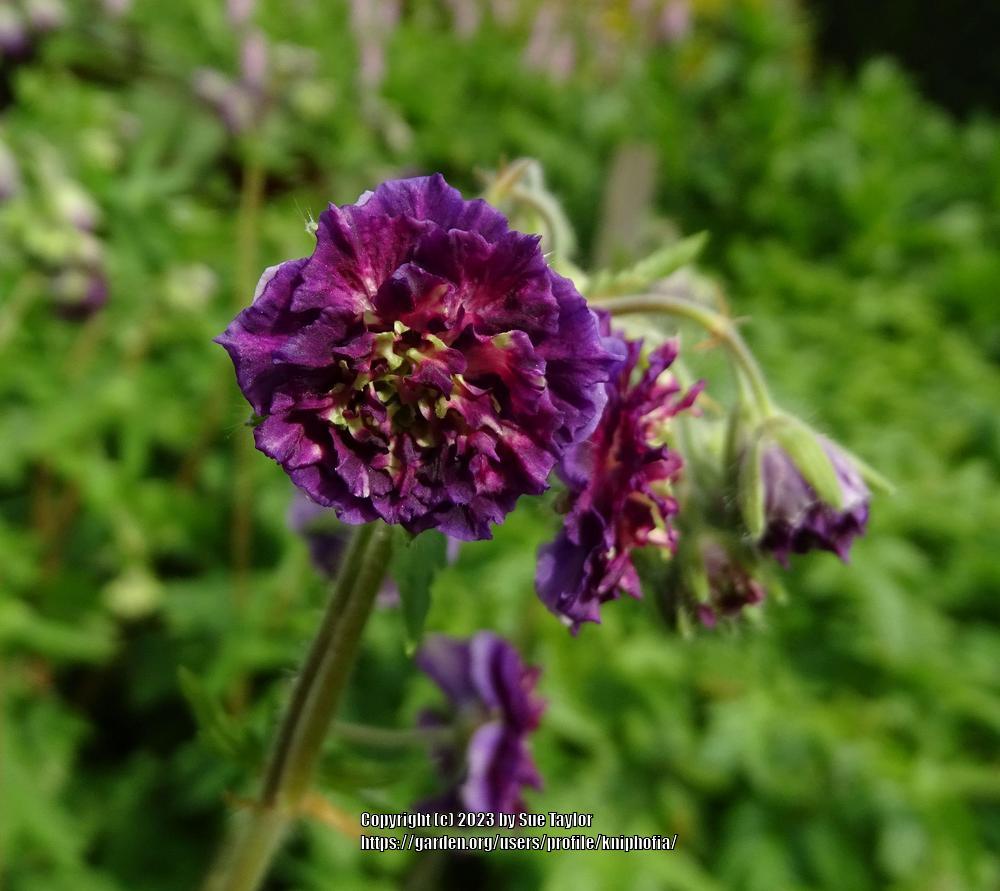 Cranesbill (Geranium phaeum 'Joseph Green') in the Geraniums Database ...