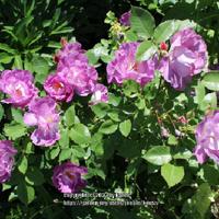 Photo of the bloom of Floribunda Rose (Rosa 'Blue for You') posted by ...