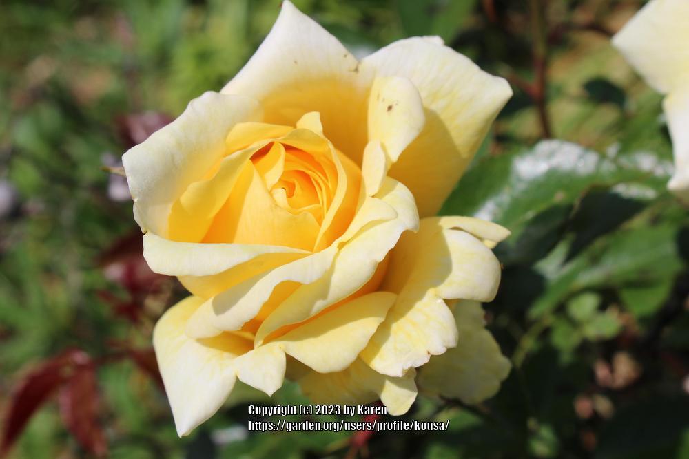 Photo of the bloom of Rose (Rosa 'Winter Sun') posted by kousa - Garden.org