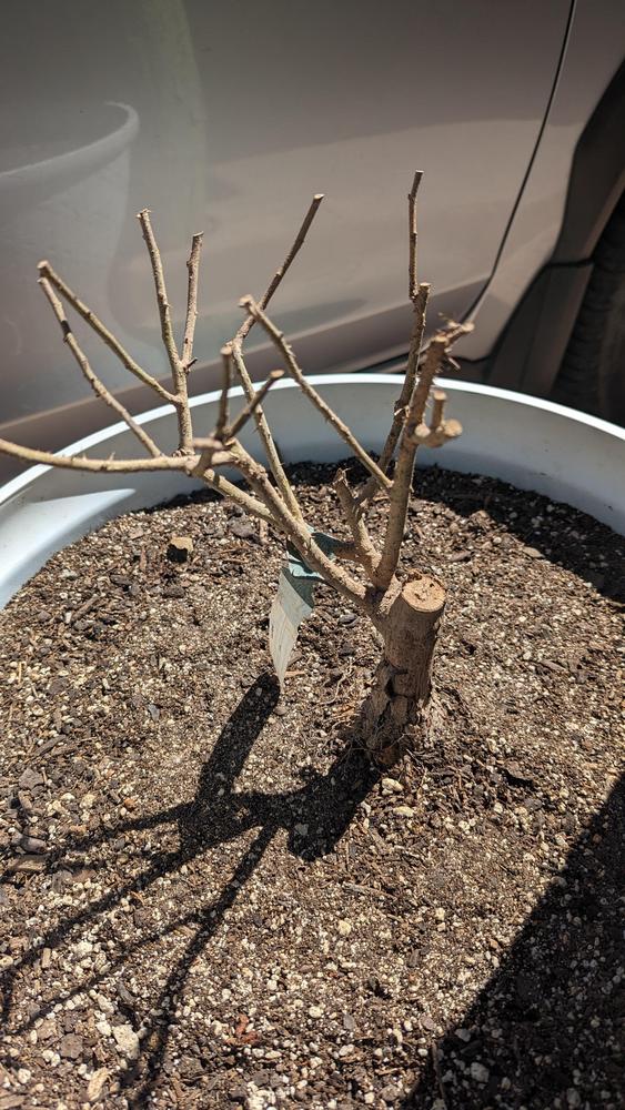 Bare root rose disaster? in the Roses forum - Garden.org