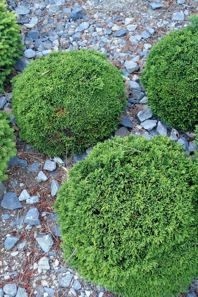 Photo of the entire plant of Lawson Cypress (Chamaecyparis lawsoniana ...