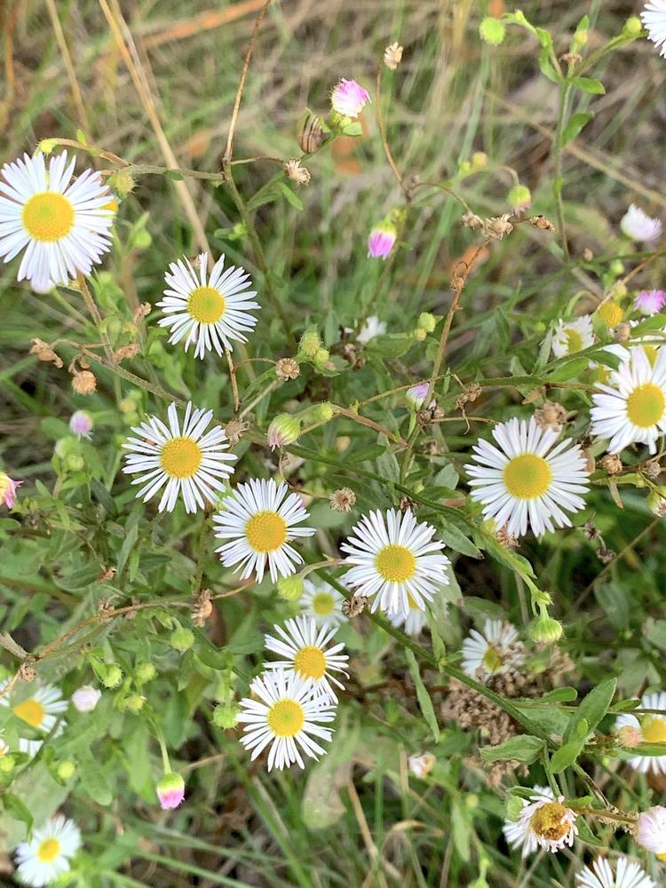 Photo of the entire plant of Prairie Fleabane (Erigeron strigosus ...