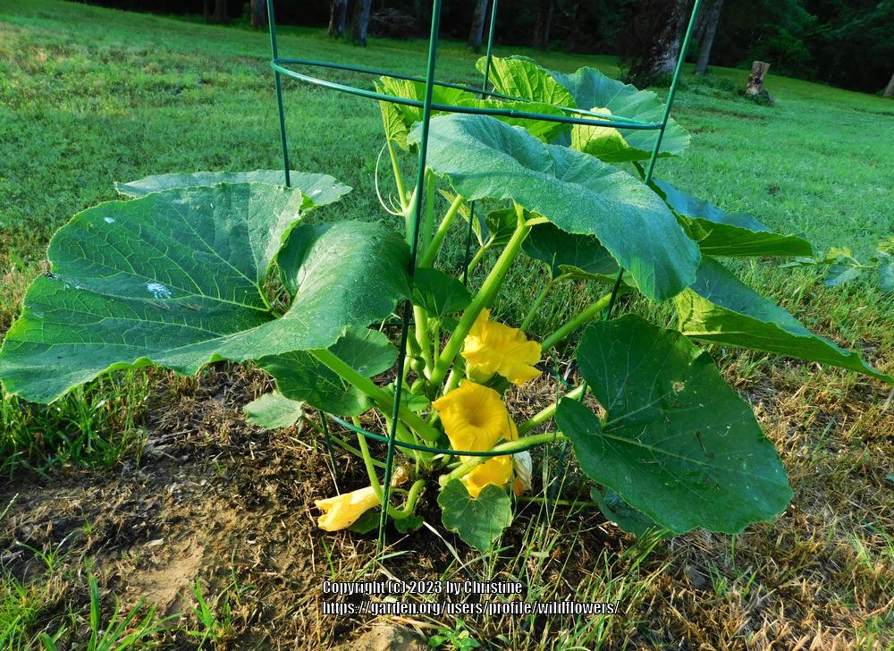 Photo of the entire plant of Winter Squash (Cucurbita maxima 'Kabocha ...