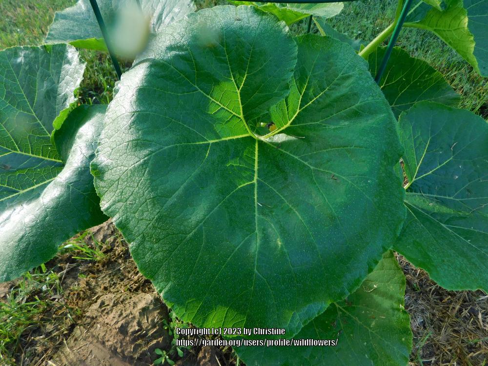Photo of the leaves of Winter Squash (Cucurbita maxima 'Kabocha ...