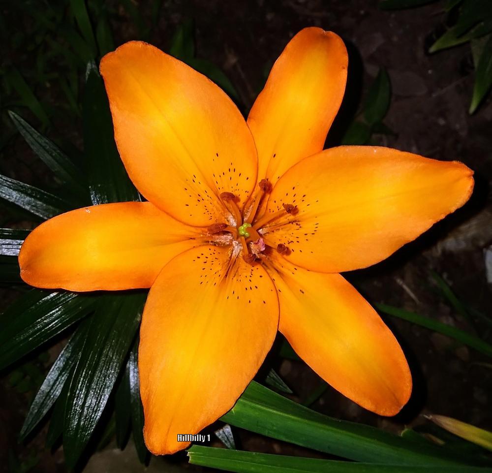 Lily (Lilium 'Orange Pixie') in the Lilies Database - Garden.org