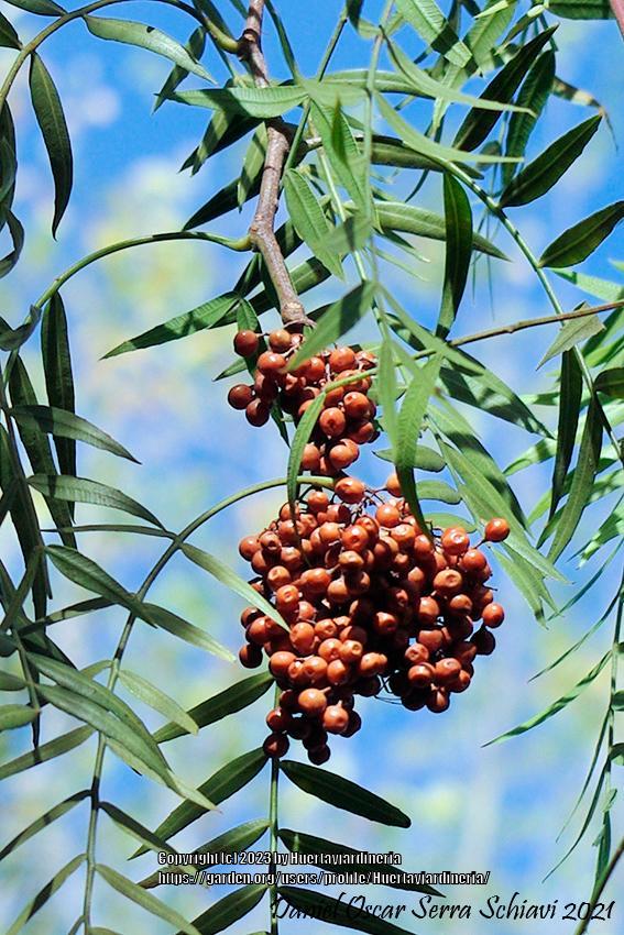 Photo of the fruit of Peruvian Pepper Tree (Schinus areira) posted by ...