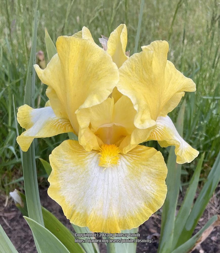Intermediate Bearded Iris (Iris 'Miles Of Smiles') in the Irises ...