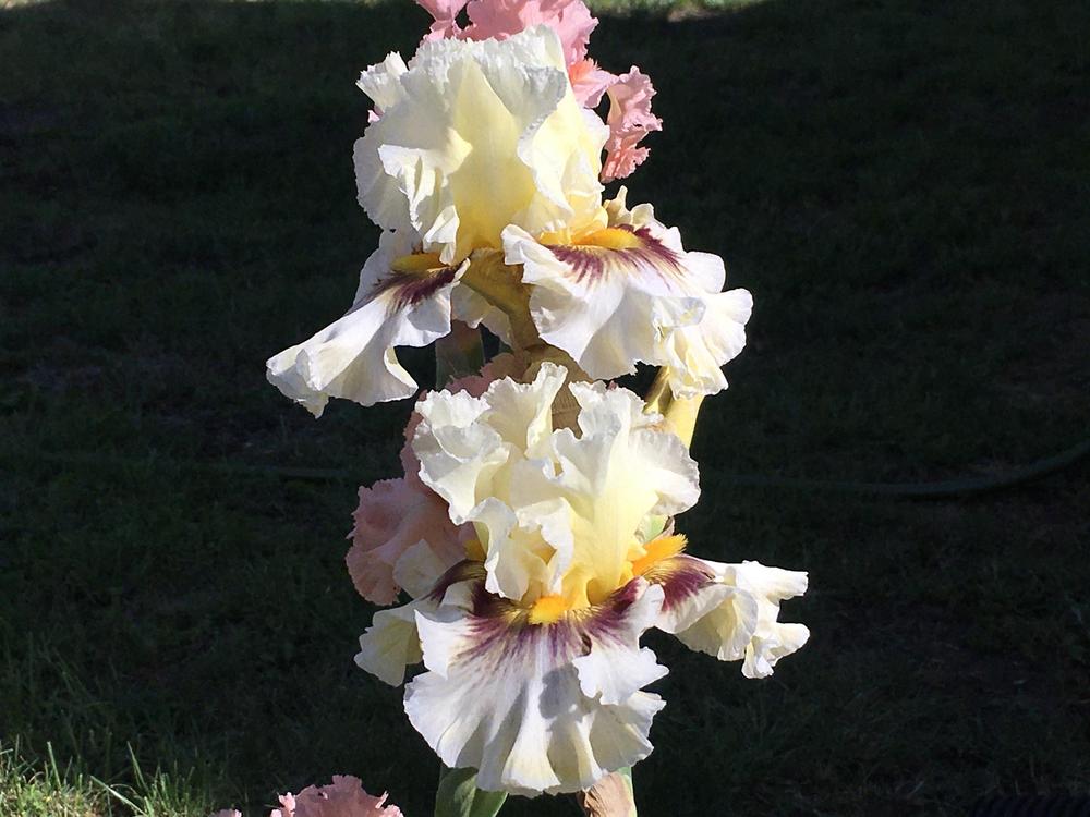 Photo of the bloom of Tall Bearded Iris (Iris 'Truth or Dare') posted ...