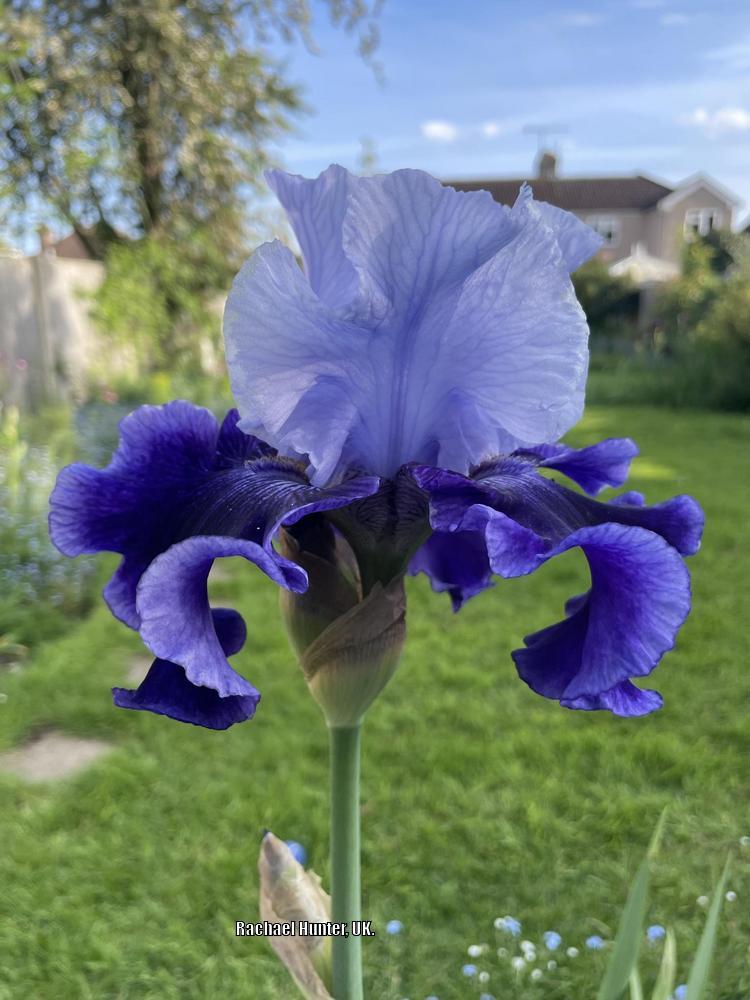 Photo of the bloom of Tall Bearded Iris (Iris 'World Premier') posted ...