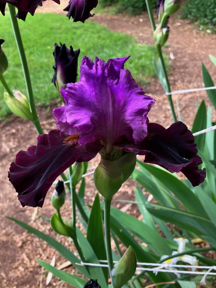 Photo of the bloom of Tall Bearded Iris (Iris 'I'm Back') posted by ...