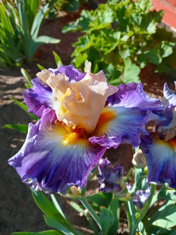 Photo of the bloom of Tall Bearded Iris (Iris 'South Point') posted by ...