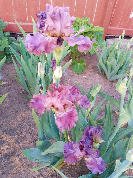 Photo of the entire plant of Tall Bearded Iris (Iris 'Imminent Storm ...