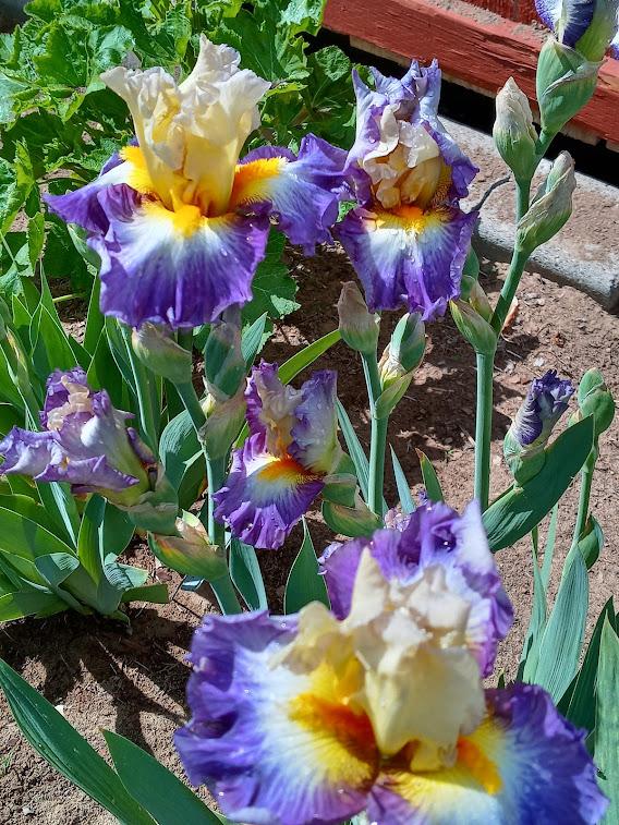 Photo of the entire plant of Tall Bearded Iris (Iris 'South Point ...