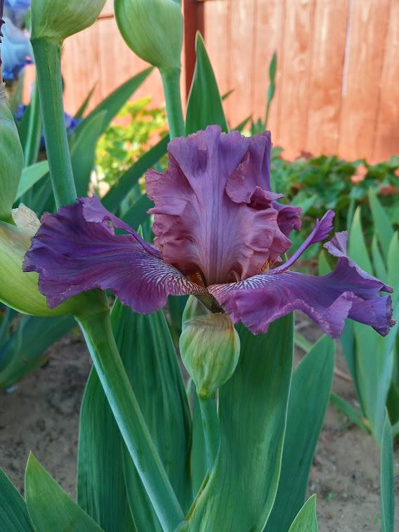 Tall Bearded Iris (Iris 'Imminent Storm') in the Irises Database ...