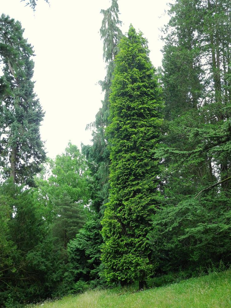 Photo of the entire plant of Lawson Cypress (Chamaecyparis lawsoniana ...