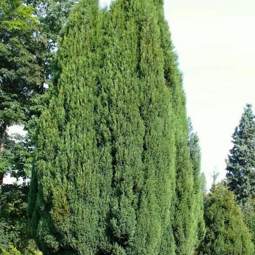 Lawson Cypress (Chamaecyparis lawsoniana 'Fletcheri') - Garden.org