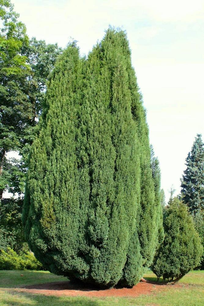 Photo of the entire plant of Lawson Cypress (Chamaecyparis lawsoniana ...