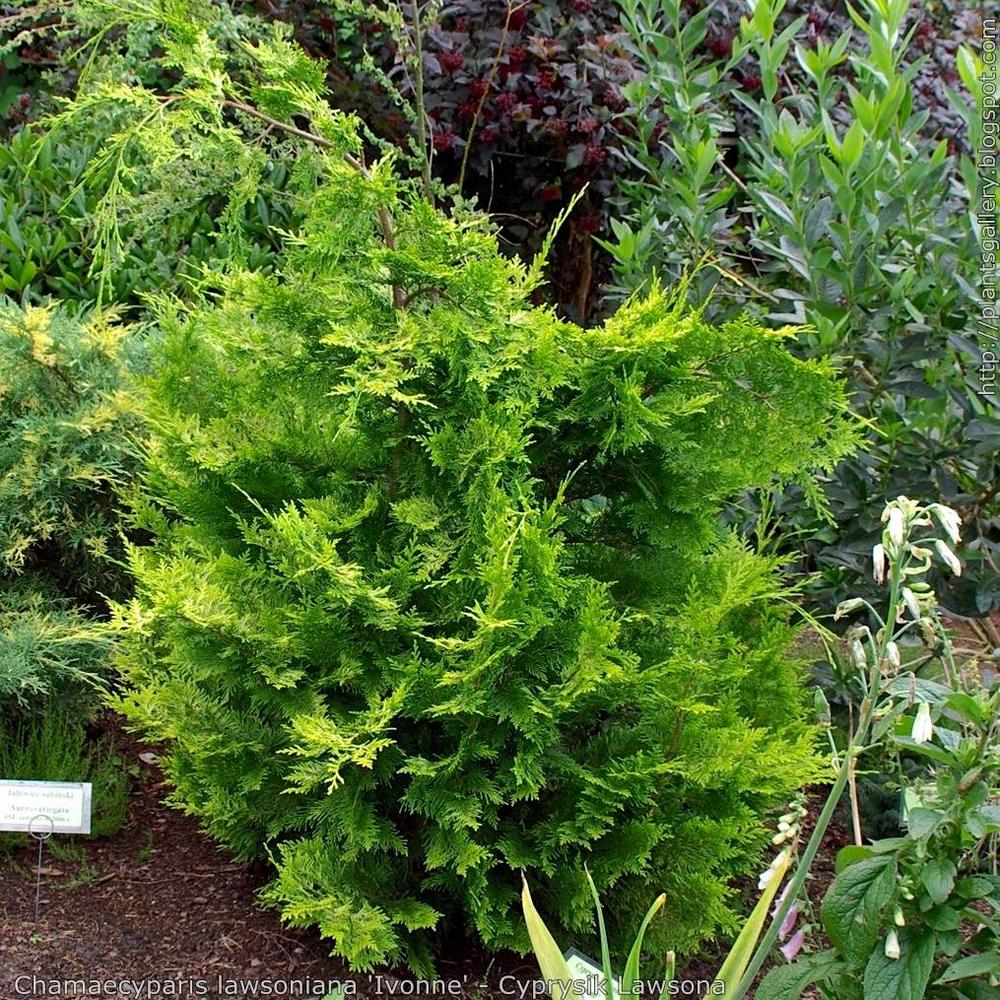 Photo of the entire plant of Lawson Cypress (Chamaecyparis lawsoniana ...