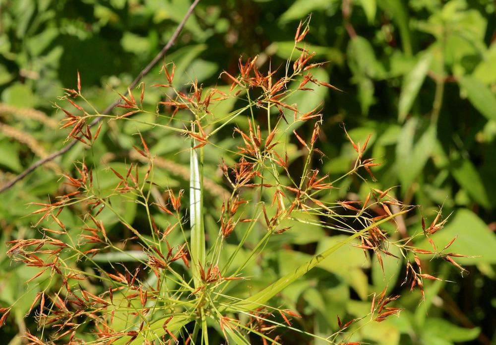 Photo of the bloom of Narrowfruit Horned Beaksedge (Rhynchospora ...