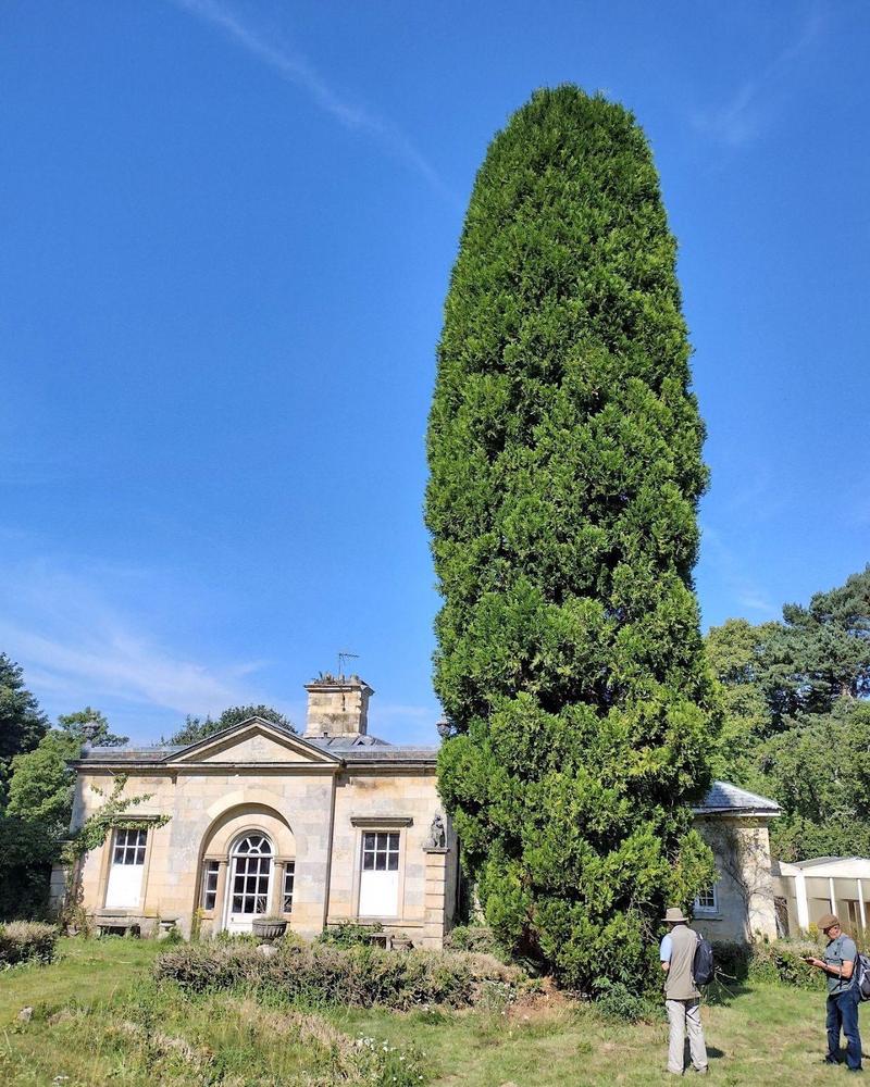 Photo of the entire plant of Lawson Cypress (Chamaecyparis lawsoniana ...