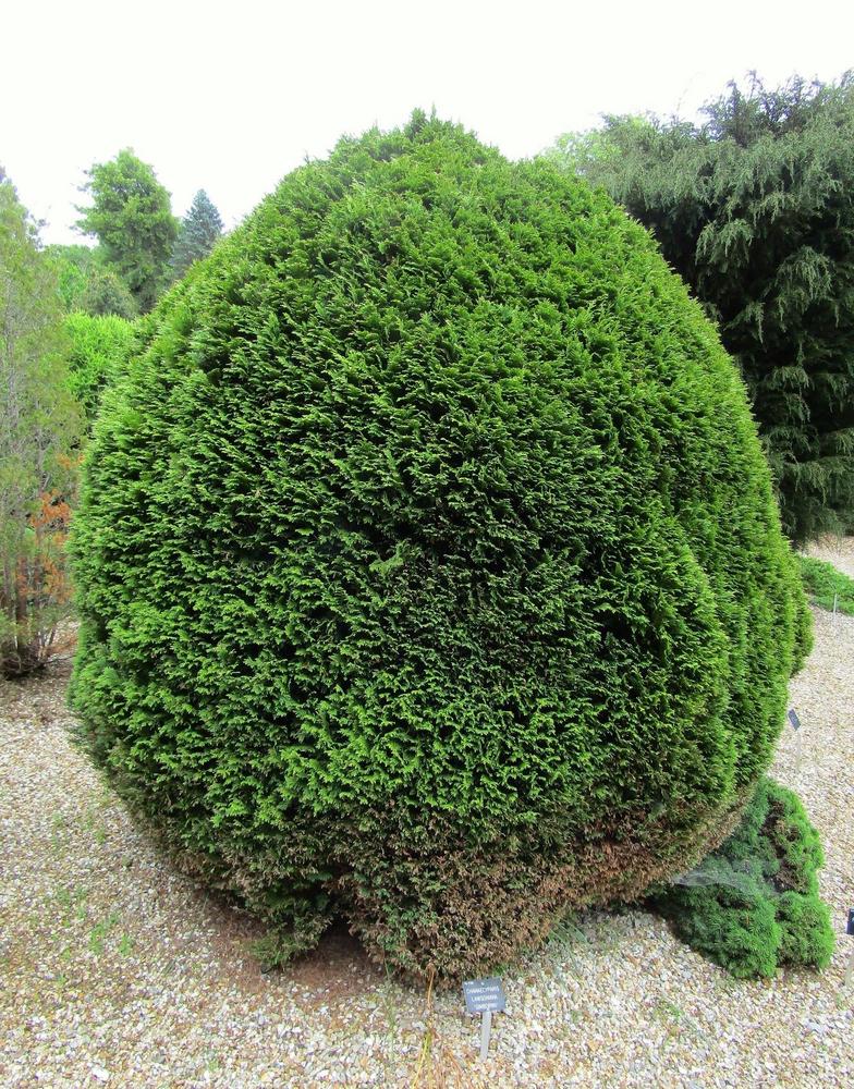 Photo of the entire plant of Lawson Cypress (Chamaecyparis lawsoniana ...