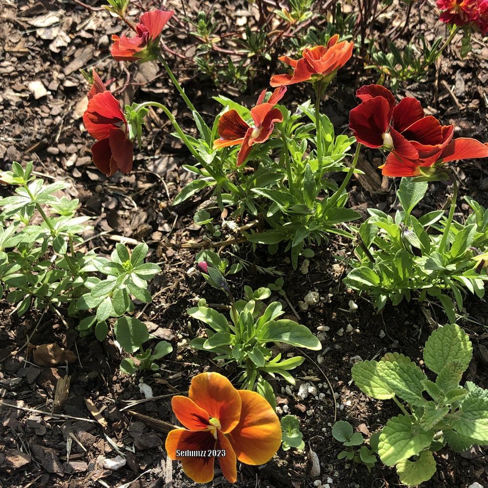 Pansy (Viola x wittrockiana Delta™ Fire) in the Violas Database ...