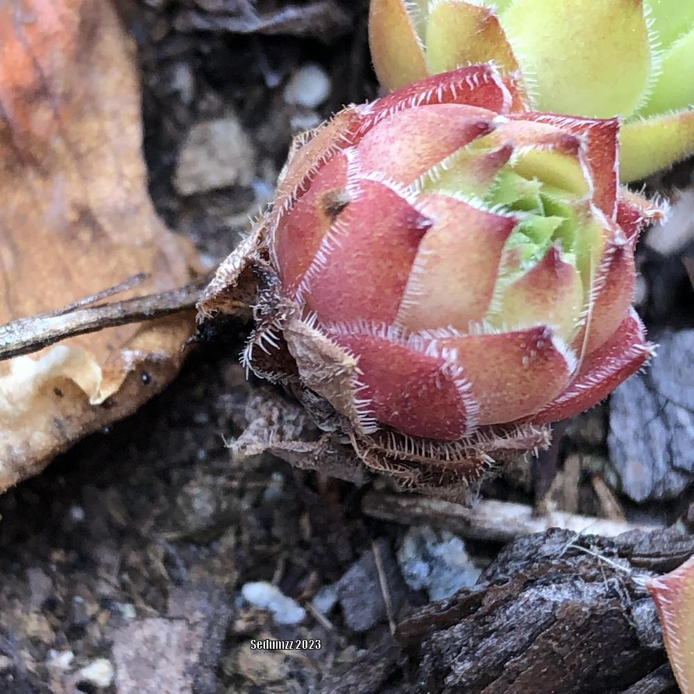 Photo of the entire plant of Hen and Chicks (Sempervivum 'Temby') posted by sedumzz - Garden.org