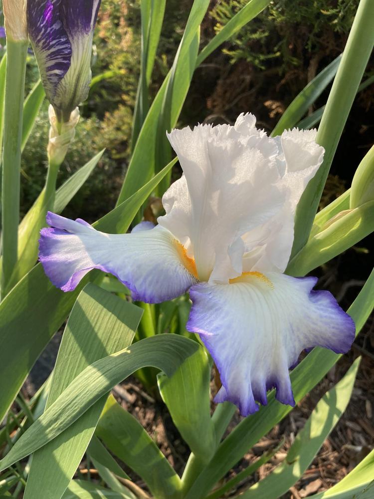 Photo of the bloom of Tall Bearded Iris (Iris 'Queen's Circle') posted ...