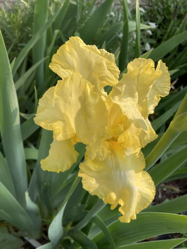 Photo of the bloom of Tall Bearded Iris (Iris 'Harvest of Memories ...