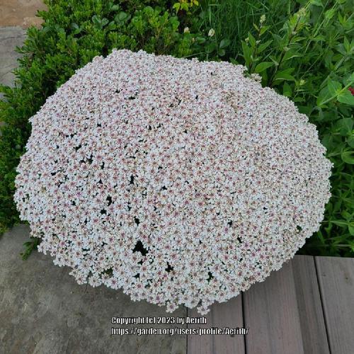 Hybrid Candytuft (Iberis Pink Ice™) - Garden.org