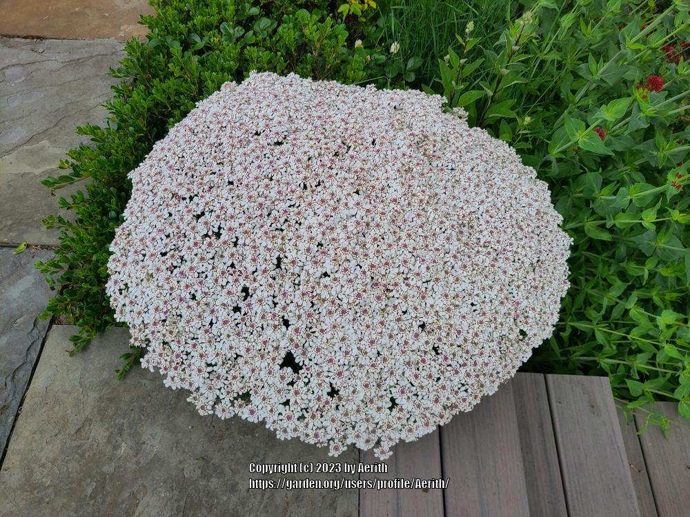 Hybrid Candytuft (Iberis Pink Ice™) - Garden.org