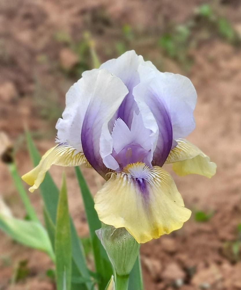 Intermediate Bearded Iris (Iris 'Double Your Fun') in the Irises ...