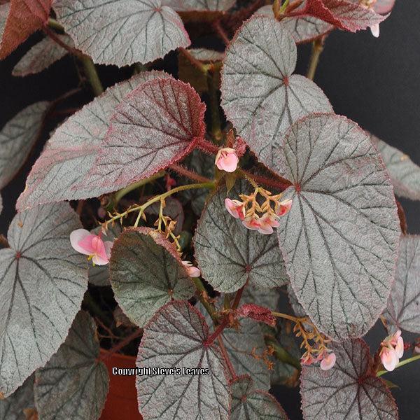 Begonia 'U093' in the Begonias Database - Garden.org