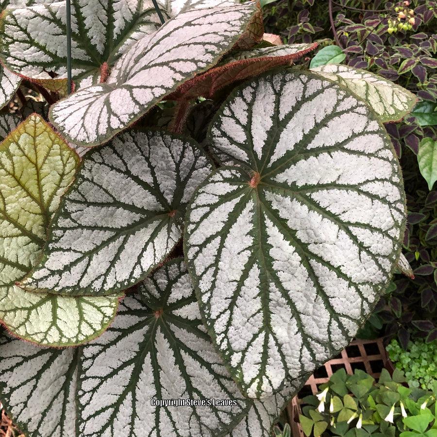 Begonia 'U400' in the Begonias Database - Garden.org