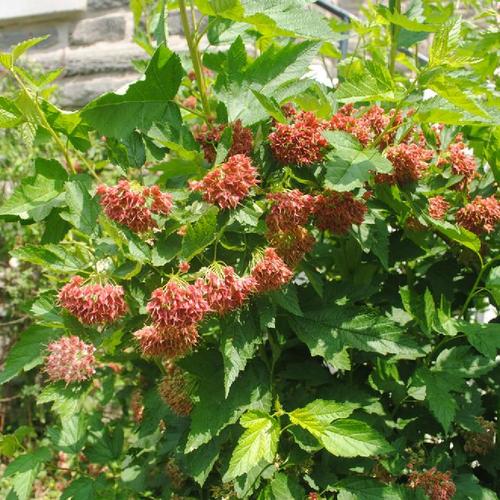 Eastern Ninebark (Physocarpus opulifolius) in the Ninebarks Database ...