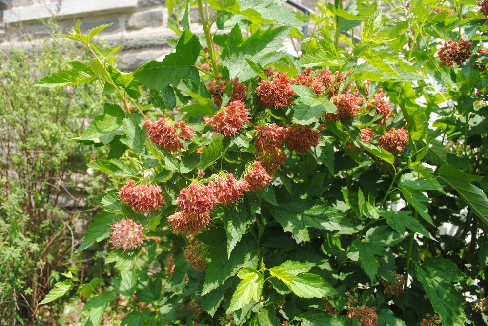 Photo of the fruit of Eastern Ninebark (Physocarpus opulifolius) posted ...