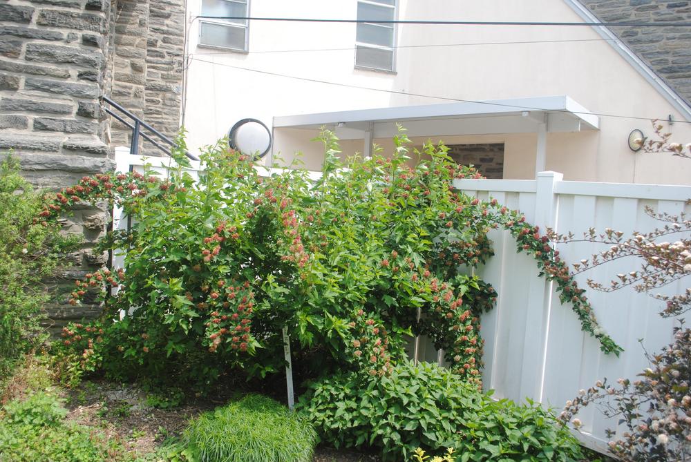 Photo of the entire plant of Eastern Ninebark (Physocarpus opulifolius ...