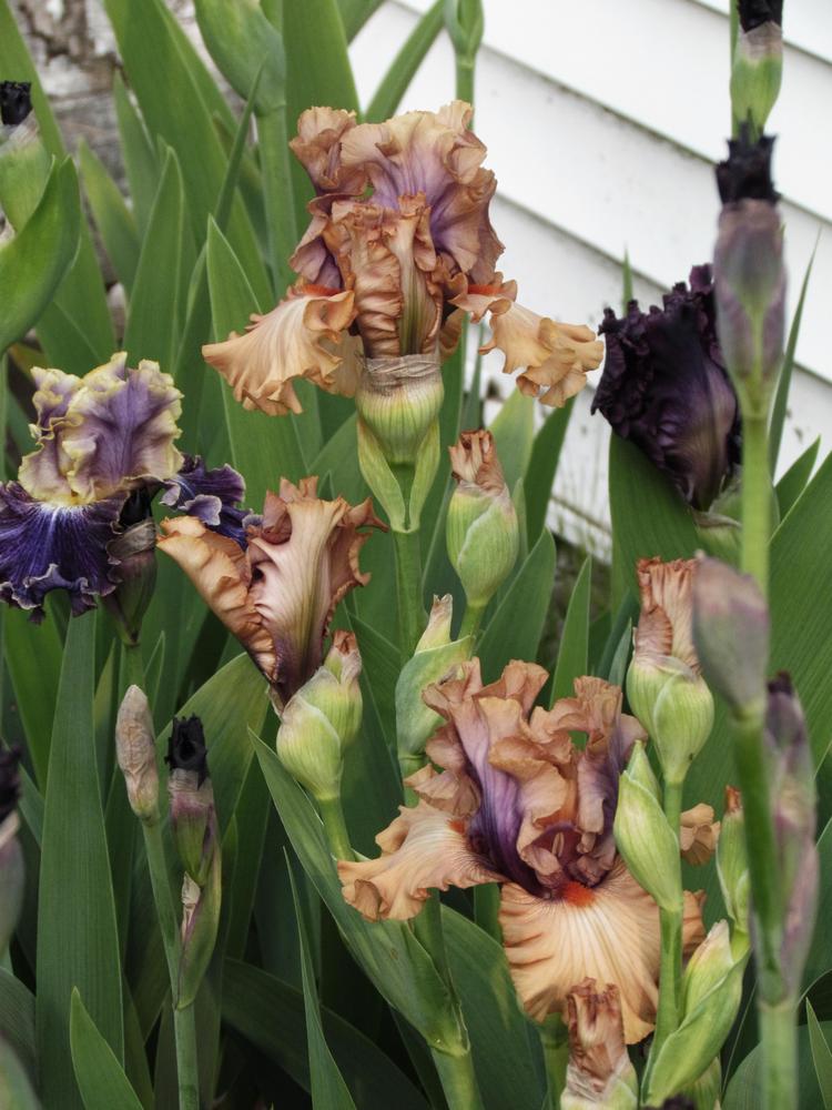 Photo of the entire plant of Tall Bearded Iris (Iris 'Color Capers ...