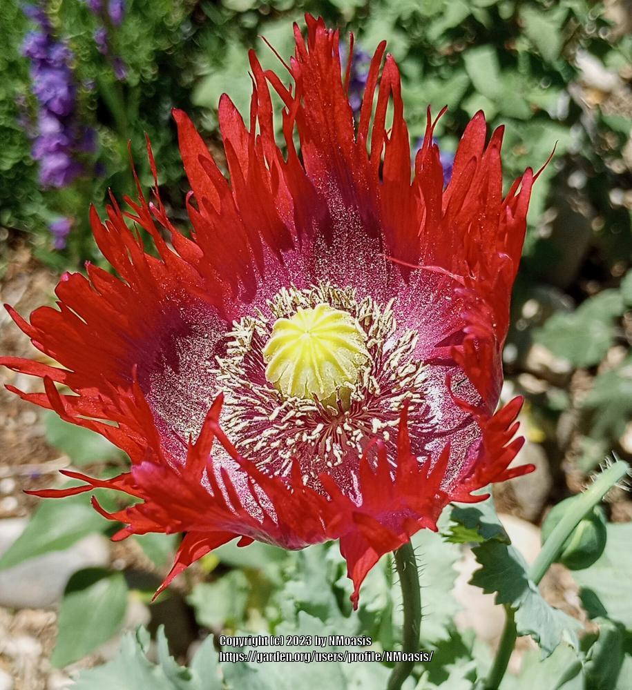 Opium Poppy (Papaver somniferum 'Pepperbox') in the Poppies Database ...