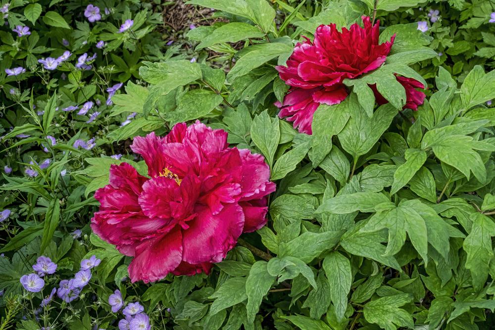 Photo of the bloom of Tree Peony (Paeonia x suffruticosa 'Naniwa ...