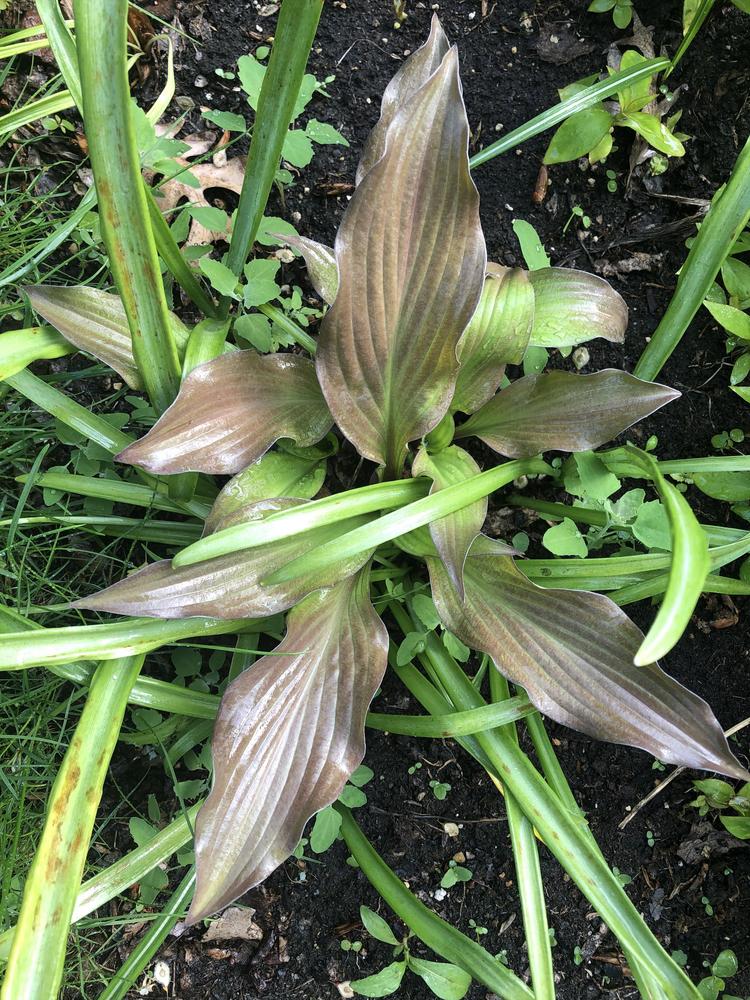 Photo of the entire plant of Hosta 'Bloodline' posted by crawgarden ...