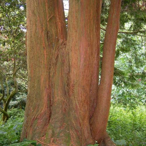 Taiwan Red Cypress (Chamaecyparis formosensis) - Garden.org