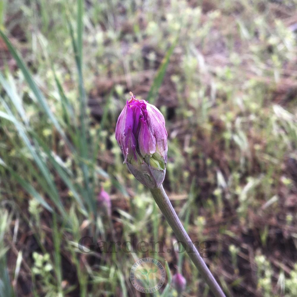 Photo of the closeup of buds, sepals and receptacles of Tapertip Onion ...