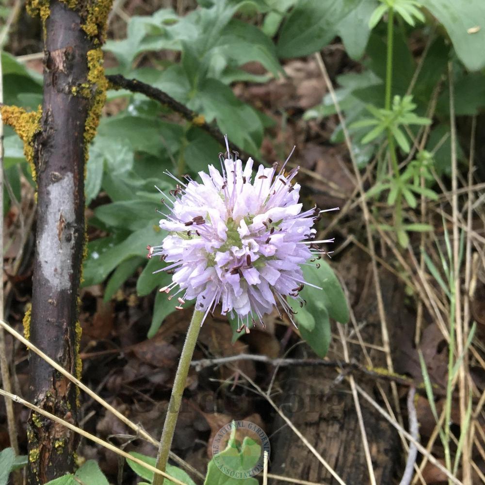Western Waterleaf (Hydrophyllum occidentale) - Garden.org