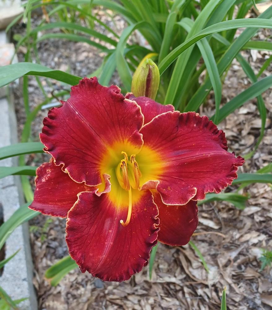 Photo of the bloom of Daylily (Hemerocallis 'Potion for Passion ...