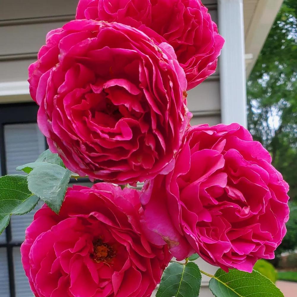 English Shrub Rose (Rosa 'Othello') in the Roses Database - Garden.org