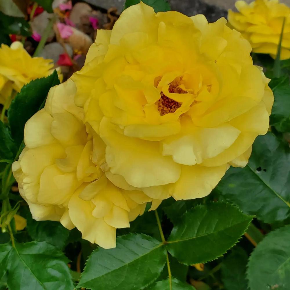 Photo of the bloom of Rose (Rosa 'Sunsprite') posted by FurryRoseBear ...